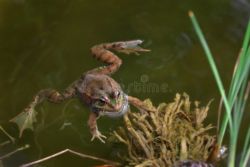 Frog Swimming in Pond stock image. Image of animal, wildlife - 331533891