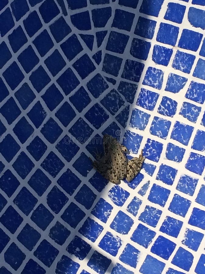 Frog in the swimming pool stock image. Image of animal - 126628771