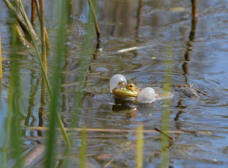 Frog is Swimming in the Water Stock Photo - Image of skimming ...