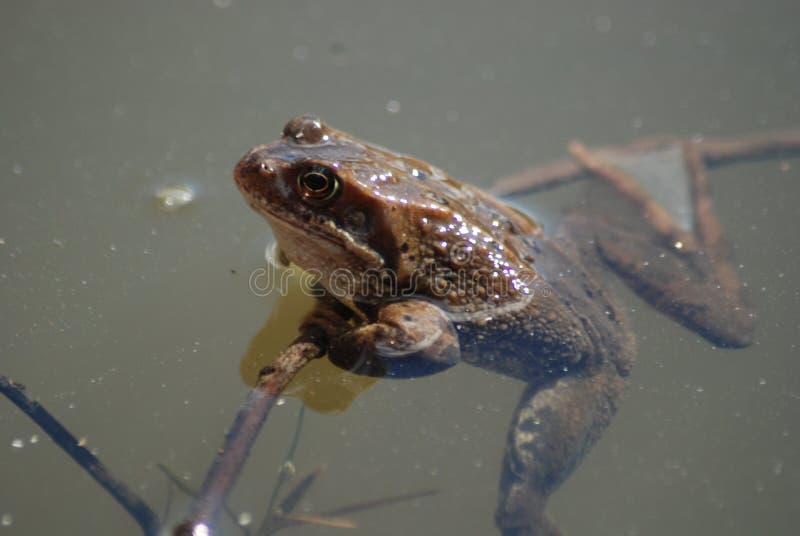 Frog swimming in water stock image. Image of look, frog - 4791663