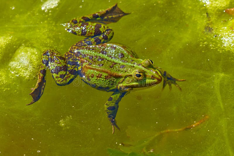 Water Frog stock image. Image of croques, outdoor, frog - 220187345