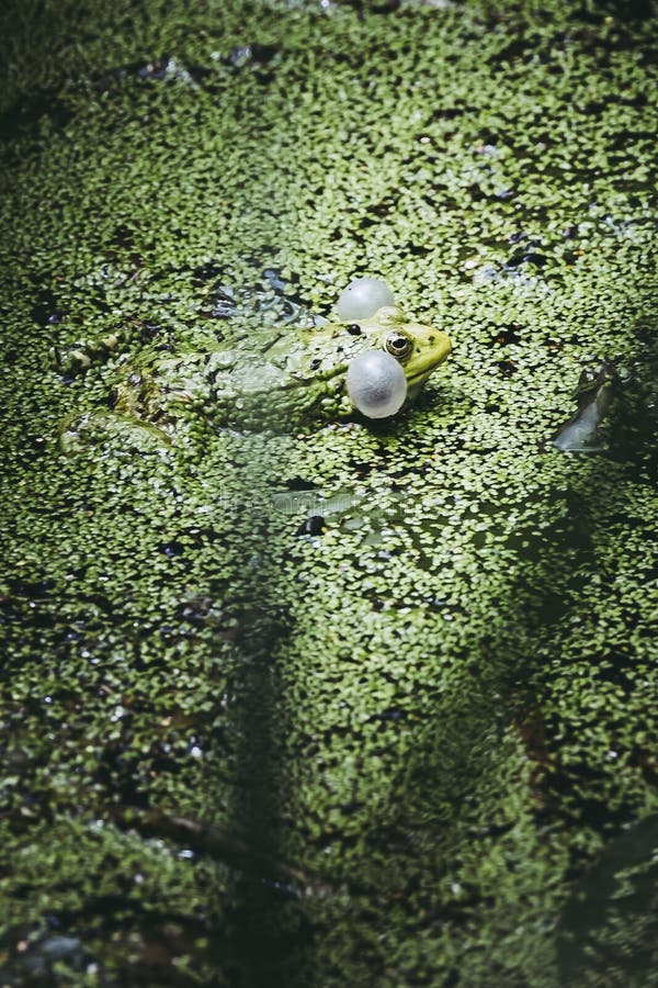 Frog with swollen cheeks stock photo. Image of croaking - 193204244