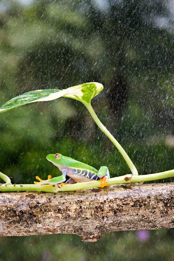 The Frog is Taking Shelter when it Rains Stock Image - Image of leaf ...