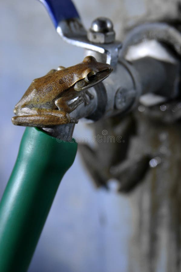 Frog on Tap Water stock image. Image of funny, style - 53688085