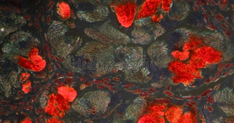 Frog testicles stock video. Video of frog, nervus, light - 204583561