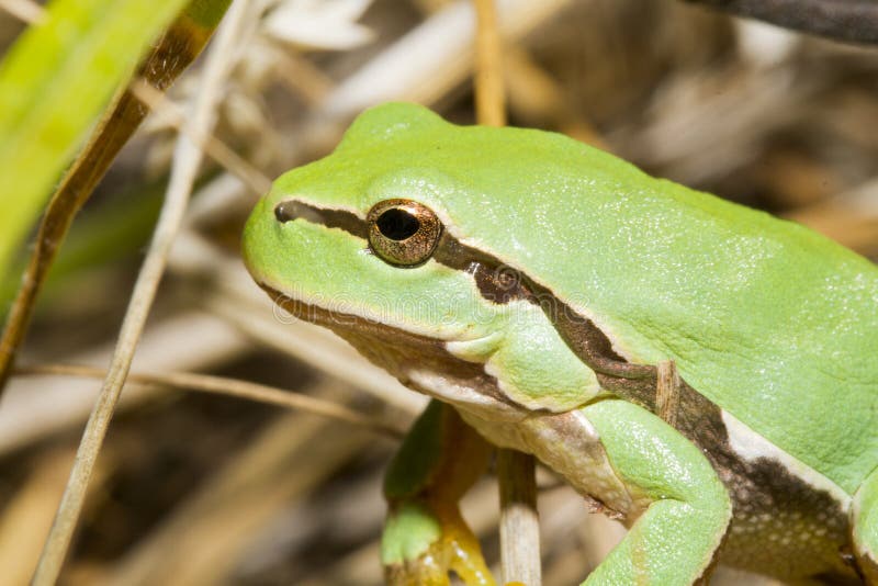Frog stock image. Image of tiny, legs, skip, haunches - 71440439