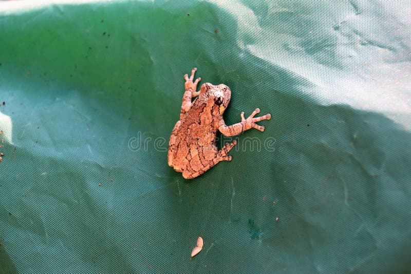 Frog stock image. Image of sunshine, tarp, reptile, amphibian - 96001161