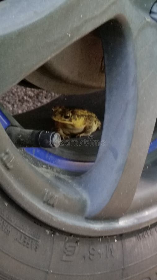 The frog stock photo. Image of reptile, animal, frog - 83291420