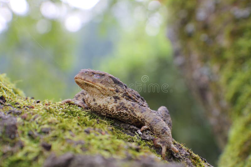 Frog Toad, Many Angles and View Portrait Side Back Head Shot Isolated ...