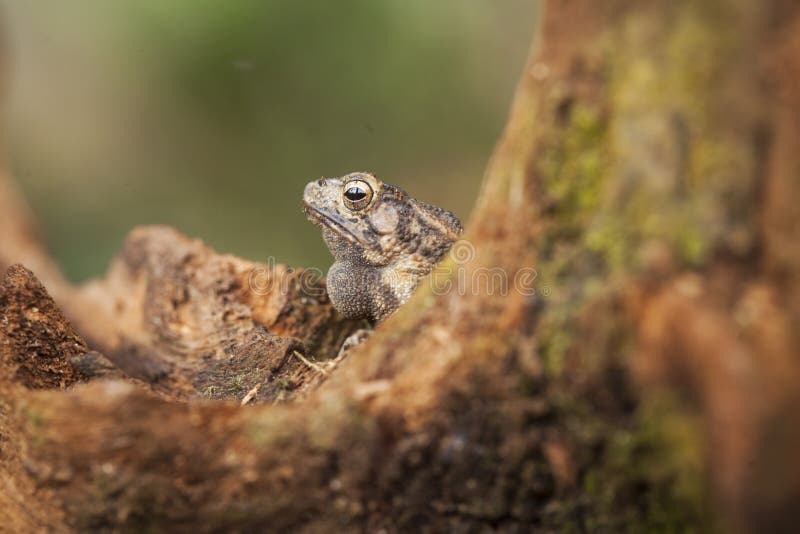 Frog or Toad in Amazing Pose Stock Photo - Image of animals, pose ...
