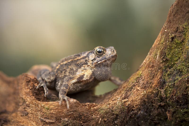 Frog or Toad in Amazing Pose Stock Photo - Image of body, nature: 220910156