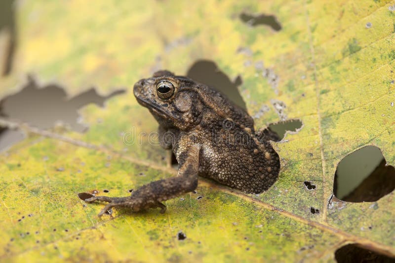 Frog or Toad in Amazing Pose Stock Photo - Image of frogs, land: 220915828