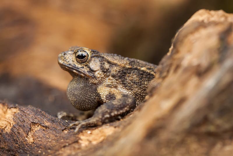 Frog or Toad in Amazing Pose Stock Image - Image of located, plants ...
