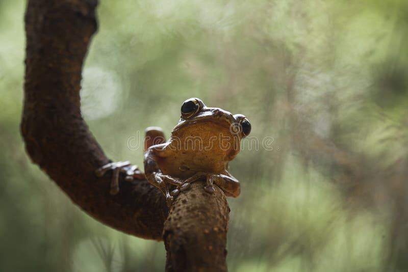 Frog or Toad in Amazing Pose Stock Photo - Image of flowers, beauty ...