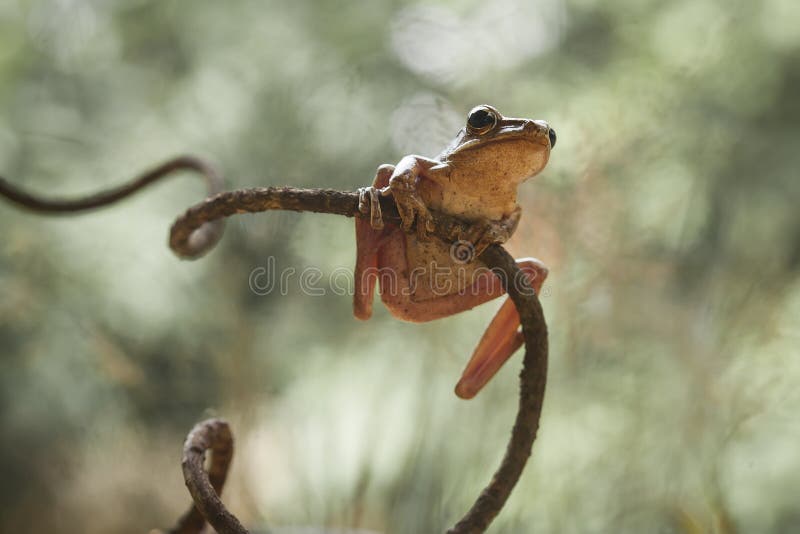 Frog or Toad in Amazing Pose Stock Image - Image of insects, animals ...