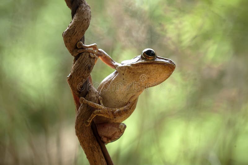 Frog or Toad in Amazing Pose Stock Image - Image of body, toad: 220914551