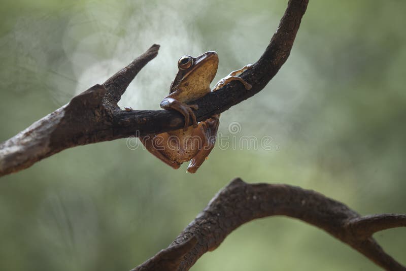 Frog or Toad in Amazing Pose Stock Image - Image of nature, body: 220915627