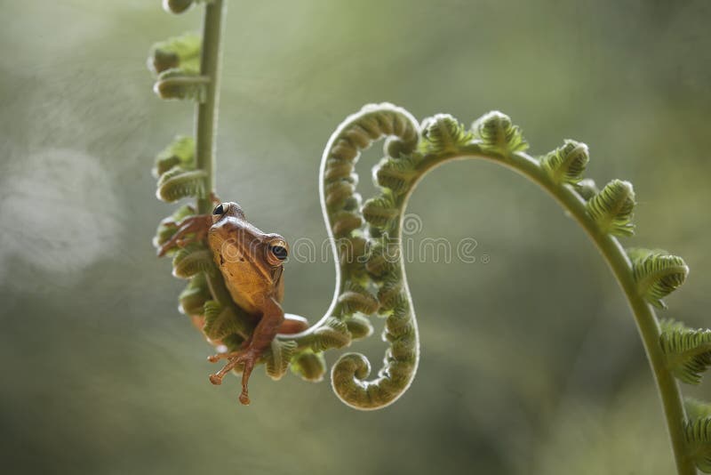 Frog or Toad in Amazing Pose Stock Photo - Image of frogs, land: 220915828