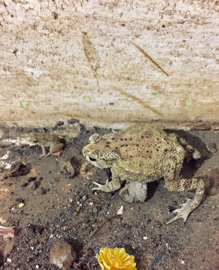 Frog stock image. Image of animal, amphibi, frog, reptile - 263044053