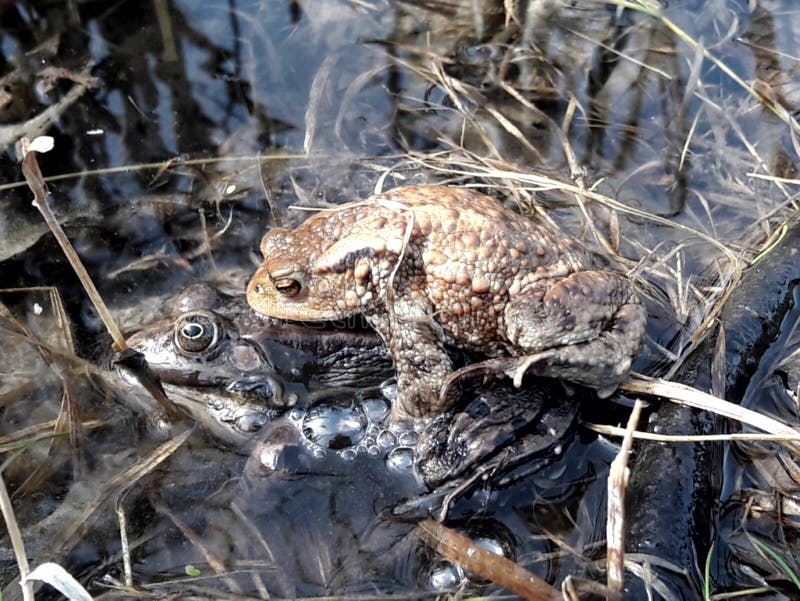 Frog and toad stock photo. Image of wildlife, animald - 321683942
