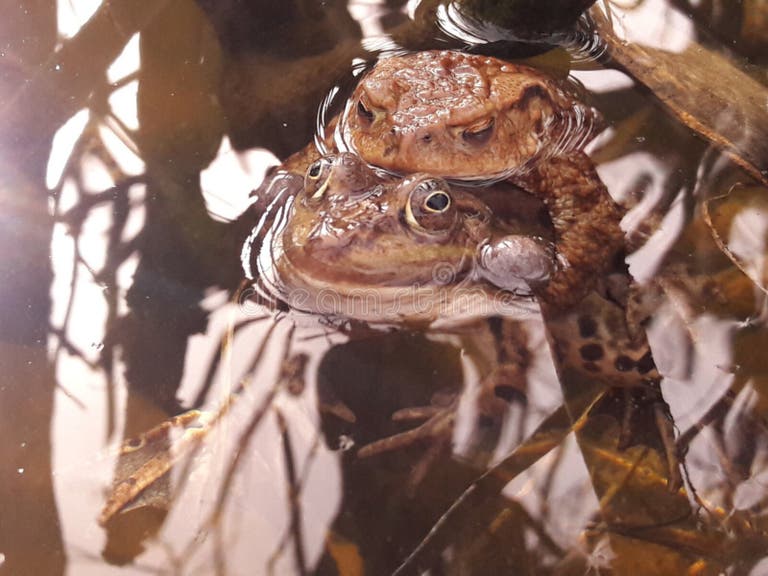 Frog and toad stock photo. Image of common, love, toads - 321683774