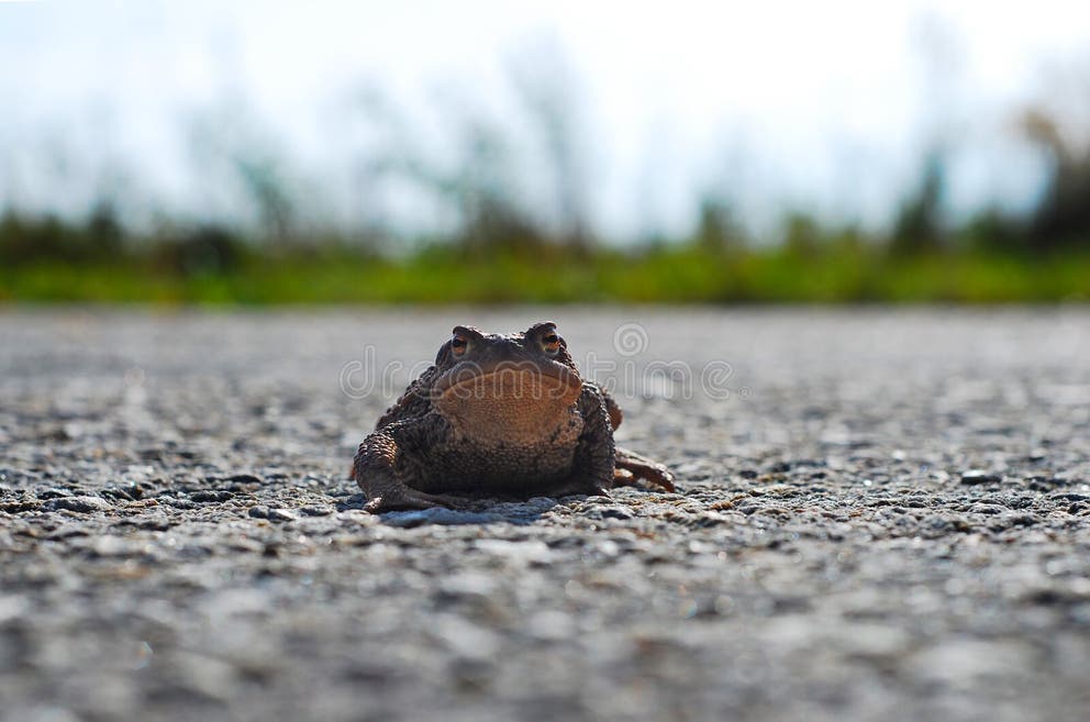 Frog Toad on the road stock image. Image of looking, color - 34093401