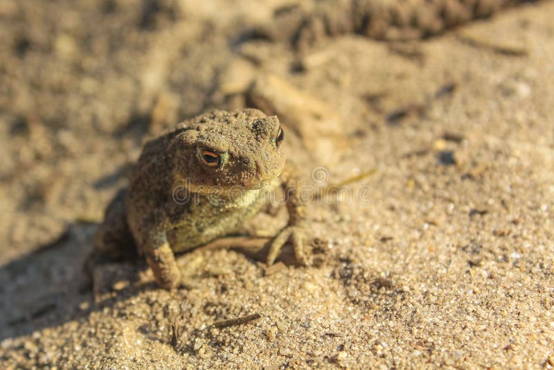 Frog Toad Sitting in the Sand in Germany Stock Photo - Image of frog ...