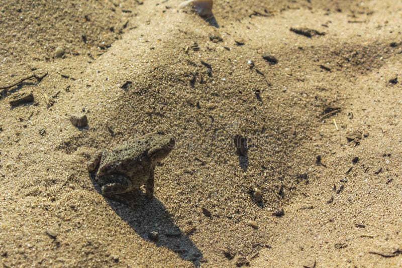 Frog Toad Sitting in the Sand in Germany Stock Photo - Image of ...