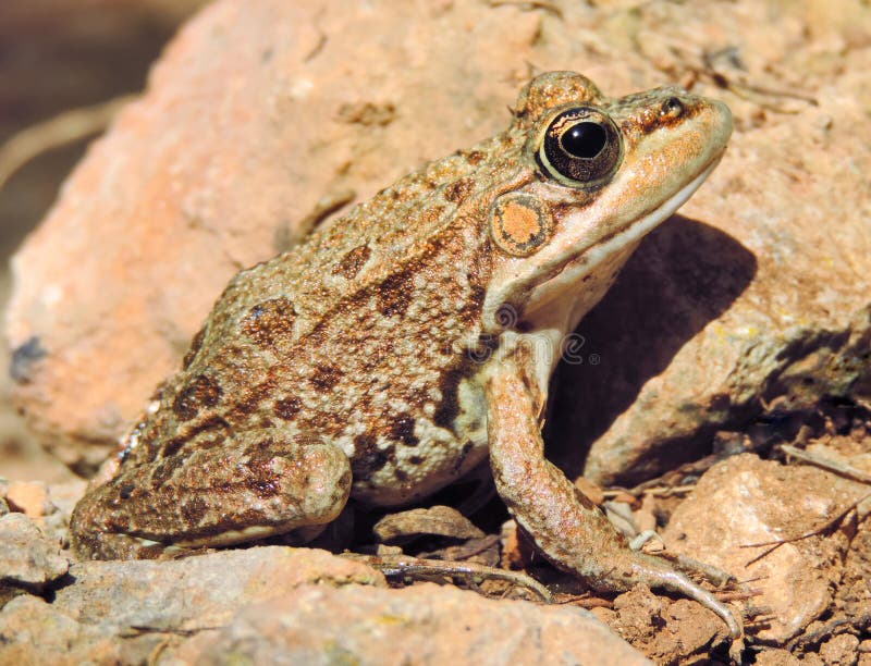 Frog or toad stock photo. Image of selective, stone, camouflage - 70605542