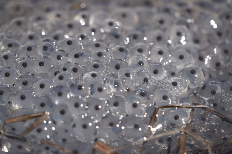 Toad spawn stock photo. Image of moor, string, pond, amphibian - 31858568