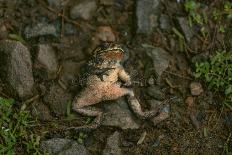Frog Pile-Up stock image. Image of animals, amphibious - 20024653