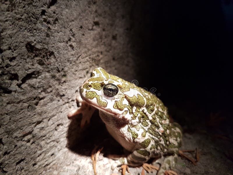 Toro Backyard Frog Stock Photos - Free & Royalty-Free Stock Photos from ...