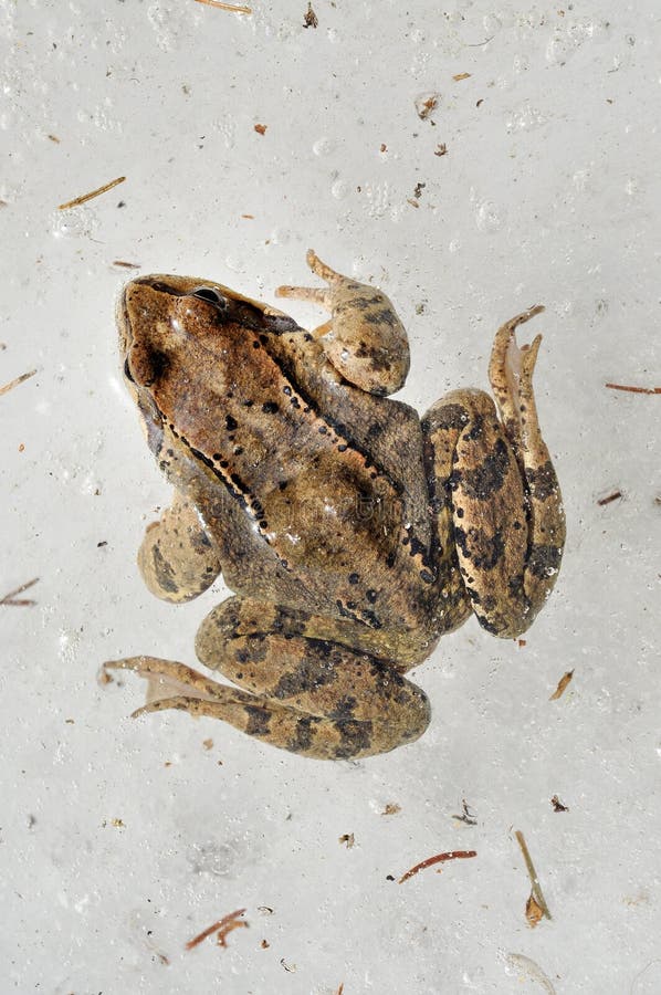 Frog trapped in ice stock image. Image of frozen, frostbite - 108686873