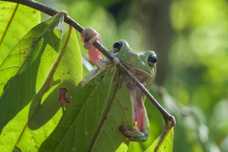Frog side view on tree stock photo. Image of green, leaf - 148450932