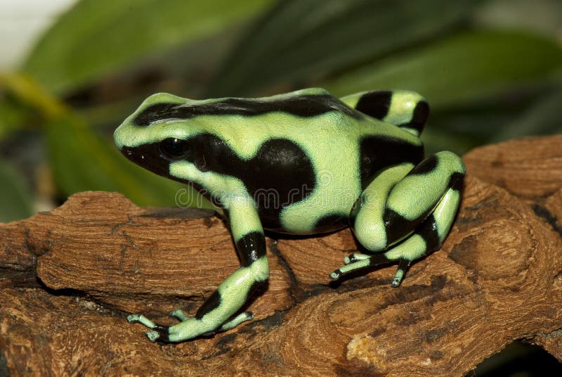Frog on tree bark stock image. Image of brown, wild, black - 32603677