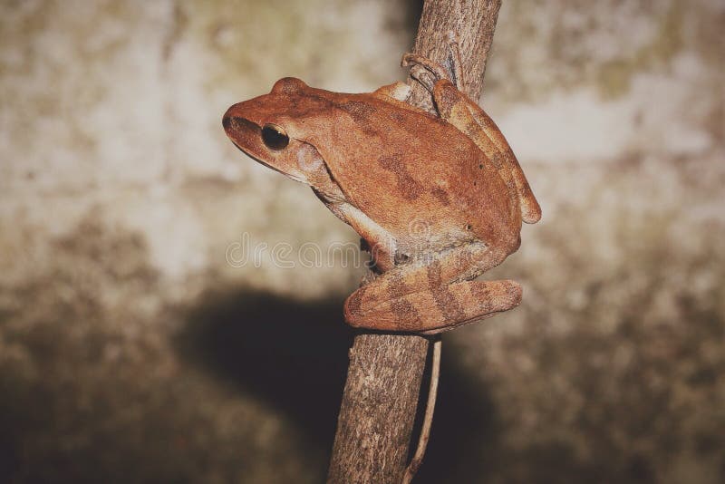 Frog stock photo. Image of tree, frog, branch, animal - 47767838