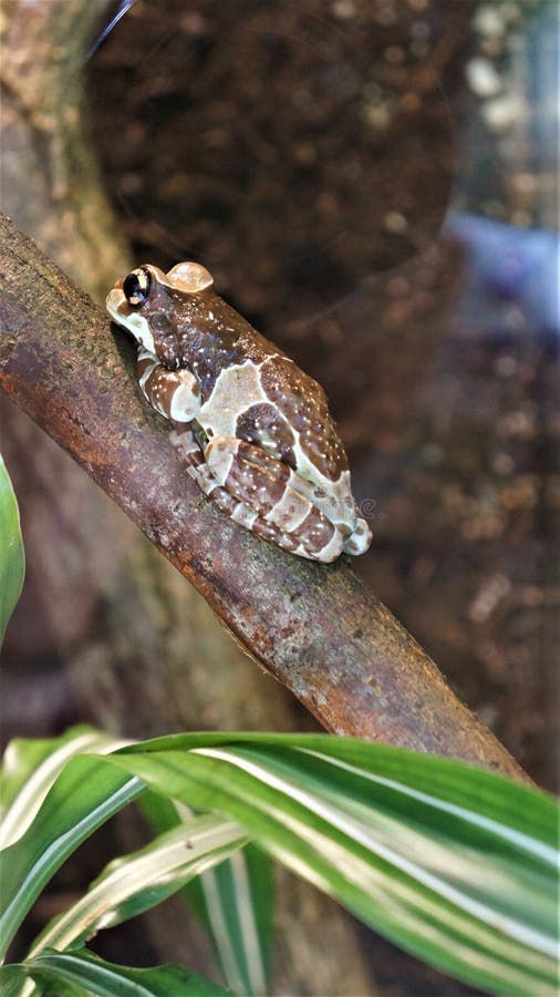 172 Frog Back View Photos - Free & Royalty-Free Stock Photos from ...