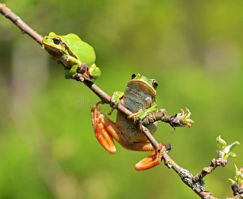 Hiding Frogs stock photo. Image of water, hide, pair, male - 909818
