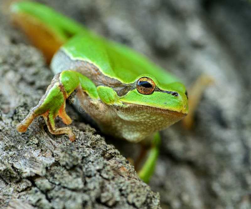 Frog stock photo. Image of insecteating, reptiles, botany - 30584058
