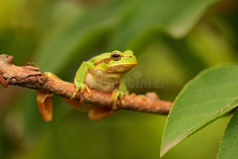 Frog stock image. Image of leaf, green, animals, forest - 30660895