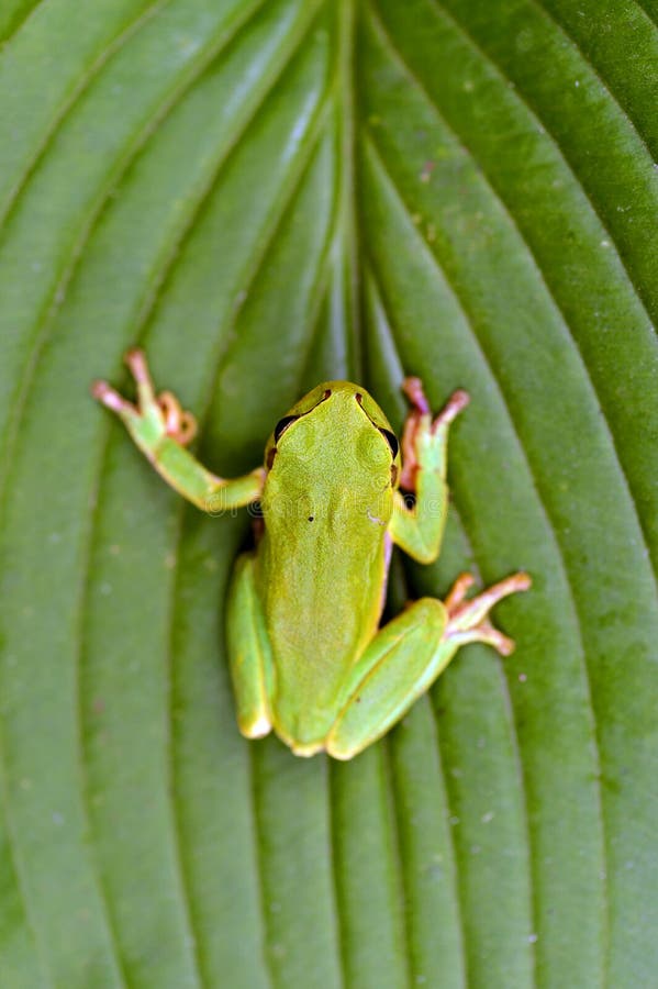 Frog stock photo. Image of beautiful, frog, animals, population - 30660906