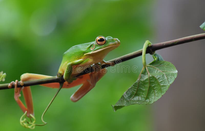 Frog.Dumpy,Animals,Stage,Natural,Amphibians,Reptiles Stock Photo ...