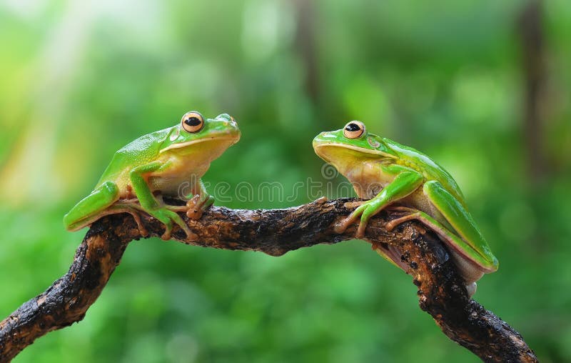 Frog.Dumpy,Animals,Stage,Natural,Amphibians,Reptiles Stock Photo ...