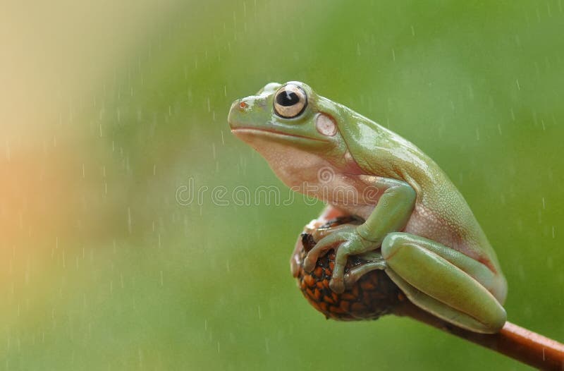Frog,tree frog,dumpy frog stock image. Image of wildlife - 160803323