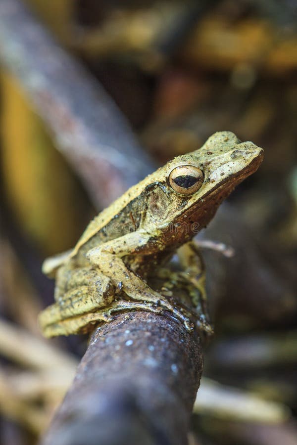 Frog on a tree stock photo. Image of motion, leaf, forest - 47430348