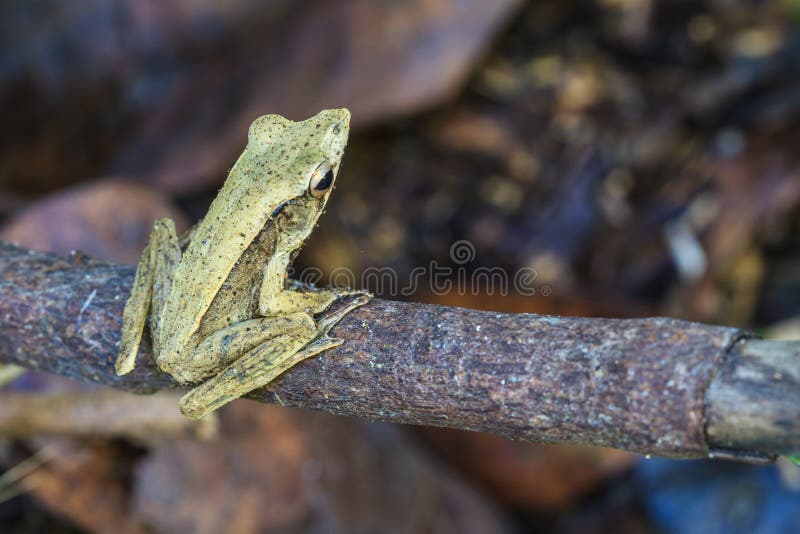 Frog on a tree stock photo. Image of pool, cascade, deep - 47431502