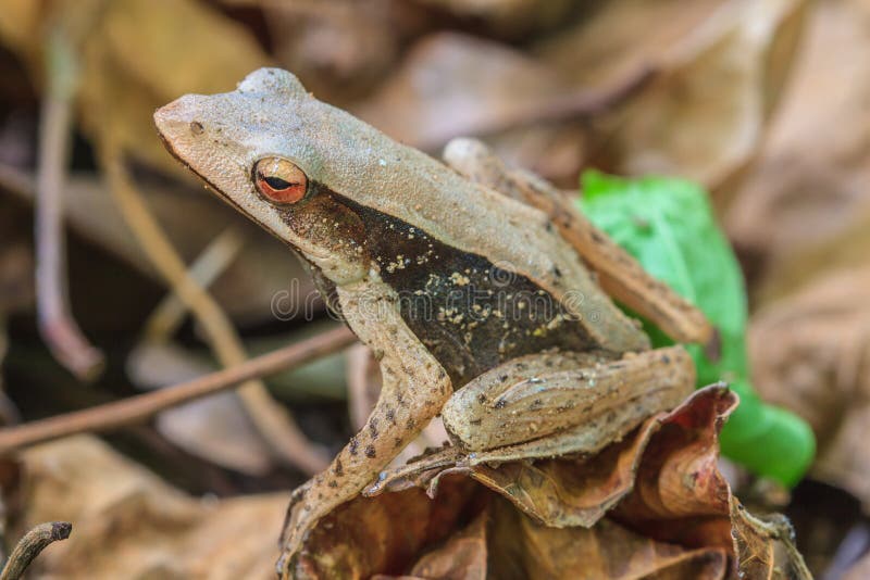 Frog on a tree stock image. Image of exotic, forest, close - 52654075