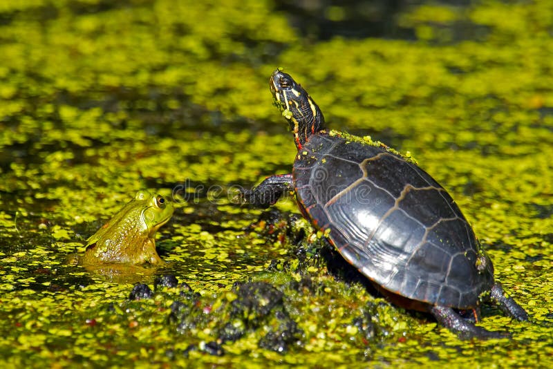 Frog and Turtle stock image. Image of ideas, endurance - 26211483
