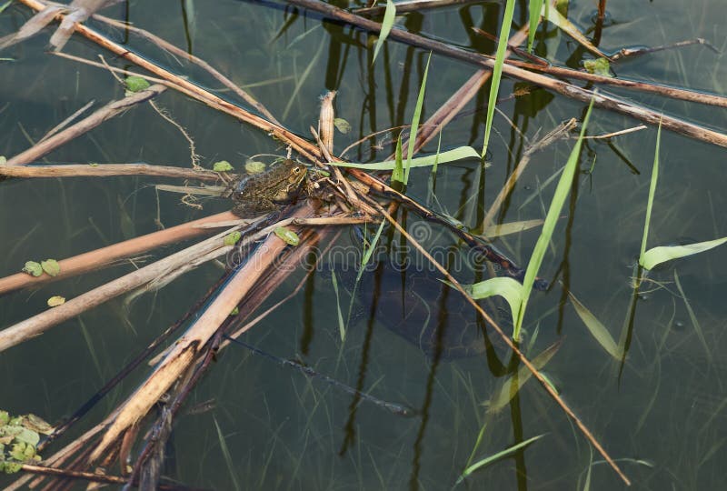 Frog and Turtle in the Water of Green Lake Stock Photo - Image of ...