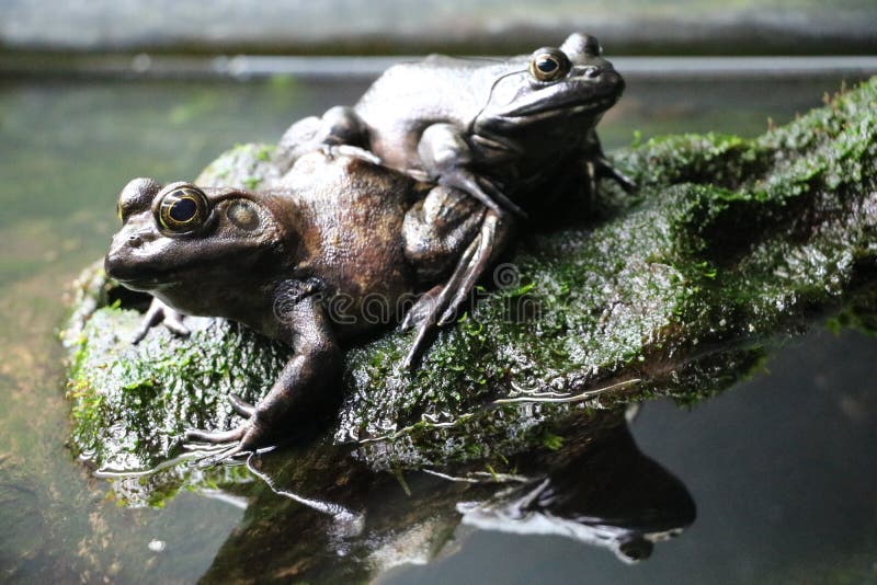 Frog stock image. Image of green, together, frogs, frog - 118654751